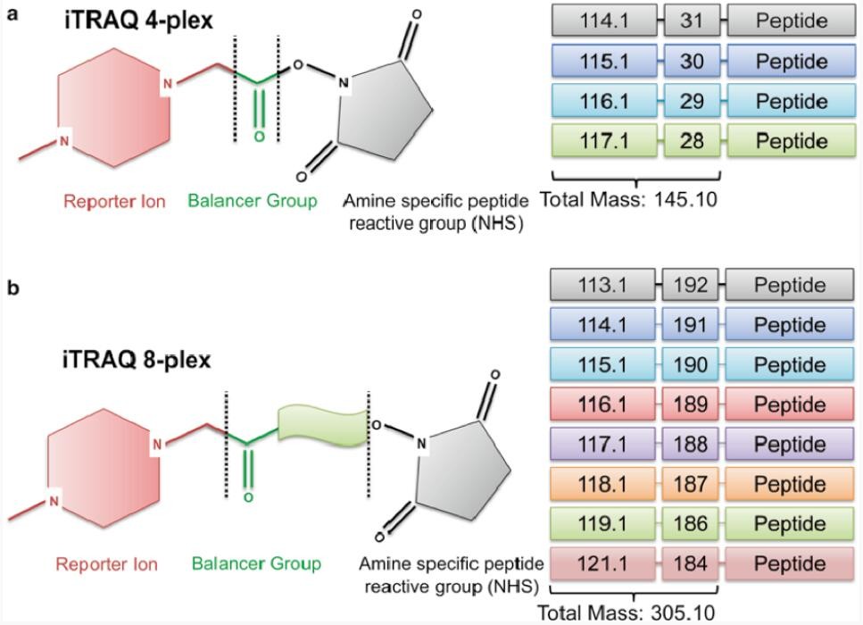iTRAQ/TMT蛋白质组学分析基本知识点 - 组学大讲堂问答社区